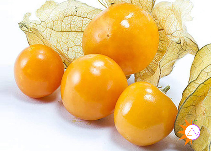 What is "Golden berry" ? Why does it go viral in the Japanese market